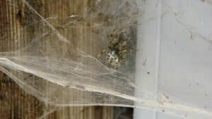 Anti spin behandeling - Snel van spinnenoverlast af | Cleaningbuddies